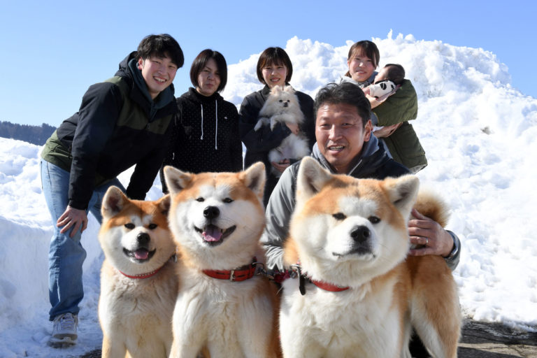 Popular Akita Dogs Gonta and Torajiro Get a Younger Sister│Akitainu News