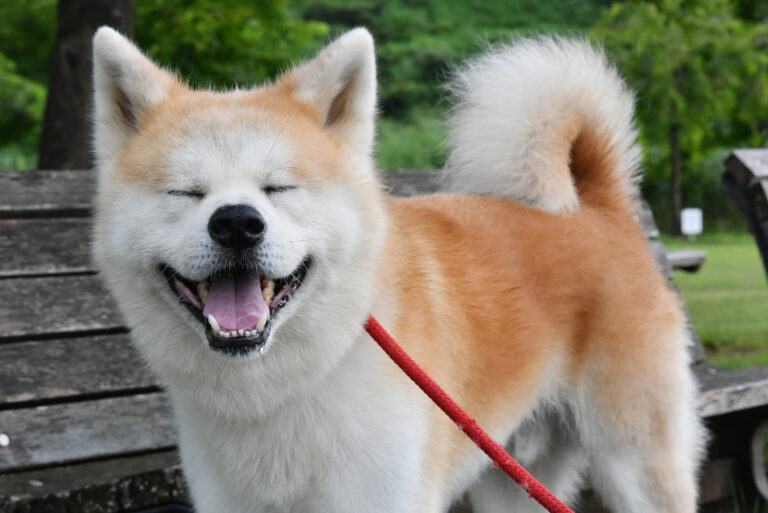 “The Last Partner of My Life” ― the Rescued Dog Momojiro and Masahiro ...