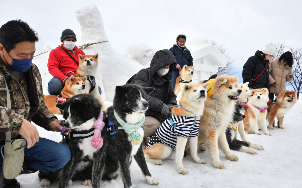 Akita Dogs Gather at the Inukko Dog Festival Full of Cute Expressions ...