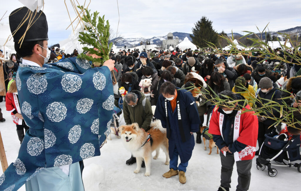Akita Dogs Gather at the Inukko Dog Festival Full of Cute Expressions ...