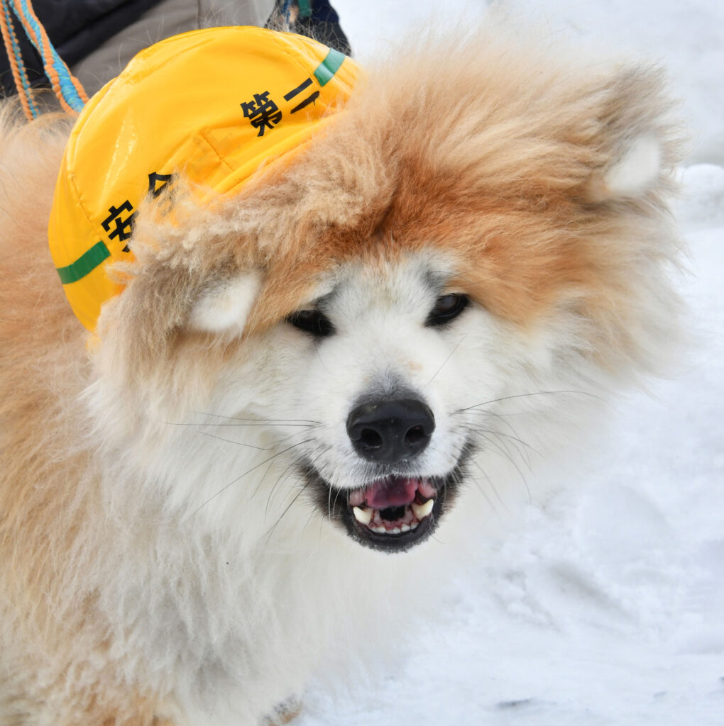 Akita Dogs Gather at the Inukko Dog Festival Full of Cute Expressions ...