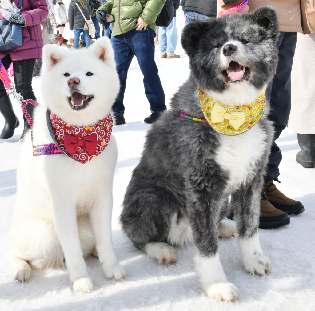 Akita Dogs Gather at the Inukko Dog Festival Full of Cute Expressions ...