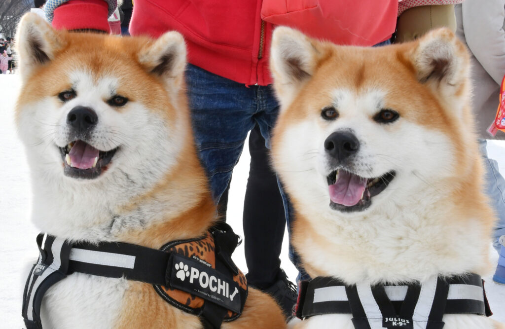 Akita Dogs Gather at the Inukko Dog Festival Full of Cute Expressions ...