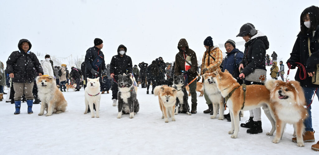 Yuzawa City’s “Inukko Festival” – Adorable Figures Color the Snowy ...