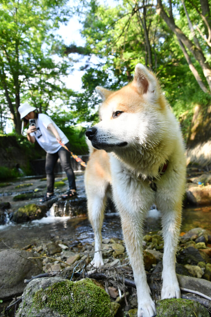 “Mutsu” and the Ueda Couple in Kazuno City: Sharing a Life Rich in ...
