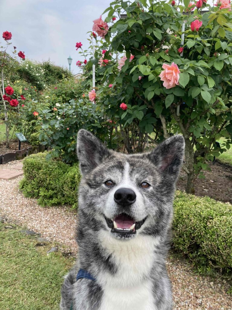 Proud Akita Dogs – July Edition│Akitainu News