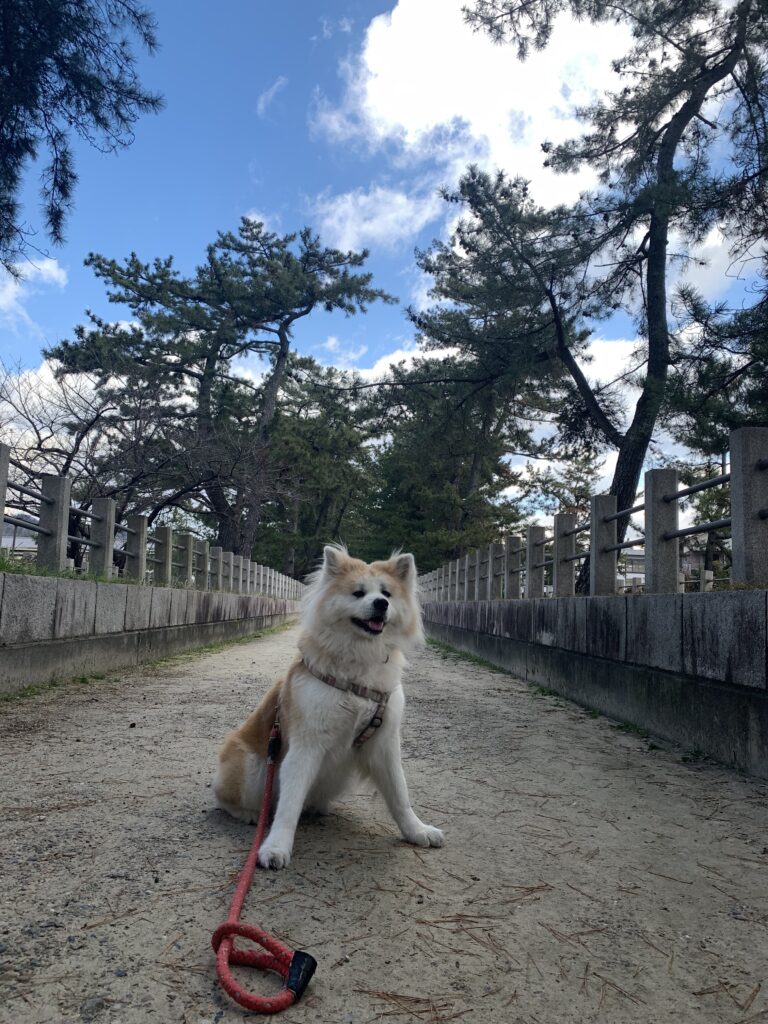 【Proud Akita Dogs】Behold the Cuteness through the Eyes of Their Owners ...