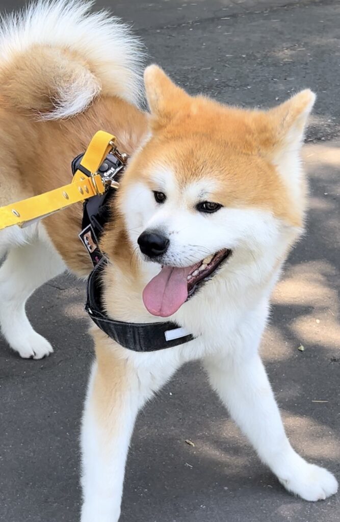 【Proud Akita Dogs】Behold the Cuteness through the Eyes of Their Owners ...