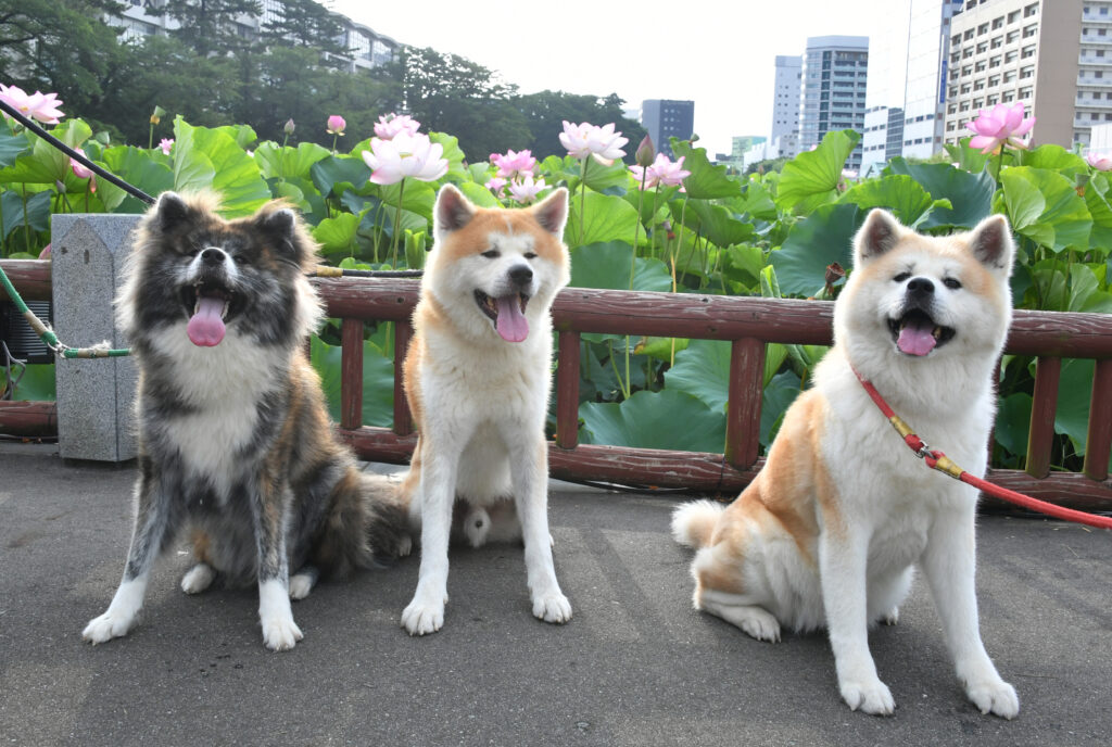 Mr. Tanaka from Rifu Town, Miyagi Prefecture – Three Akita Dogs Triple ...