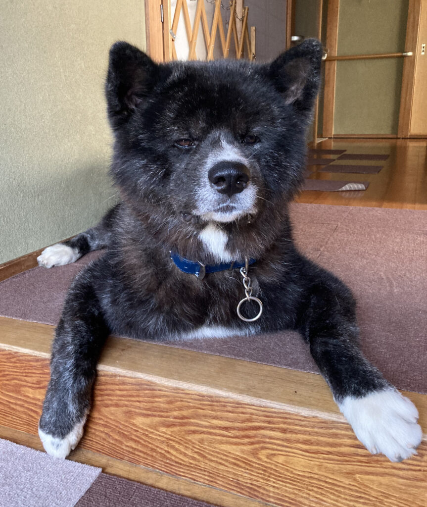 Proud Akita Dogs – Behold the Cuteness Through the Eyes of Their Owners ...