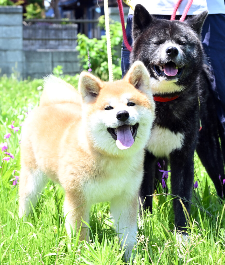 Relocating to Odate – Mr. and Mrs. Sato: Farm Stay Life with Akita Dogs ...